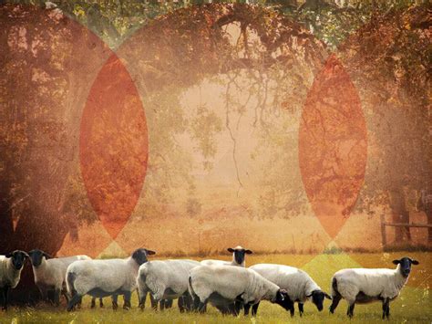 Sheep Without A Shepherd