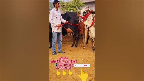 Dabli Rathan Hanumangarh Rajasthan Youtube