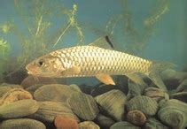 Spinibarbus Caldwelli