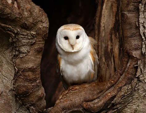 18 Fascinating Characteristics Of Striormes