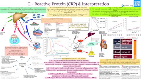 C Reactive Protein Medical Infographics
