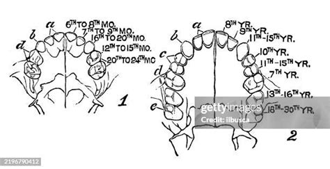 Human Dentition High Res Vector Graphic Getty Images