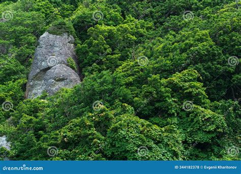 Broad Leaved Dock Rumex Obtusifolius In A Grass Field In May North