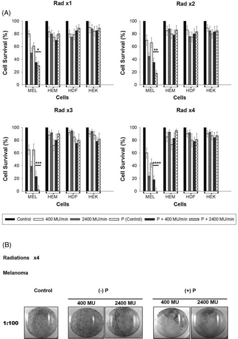 Colony Formation Assays After Each Radiation And Paclitaxel Experiment