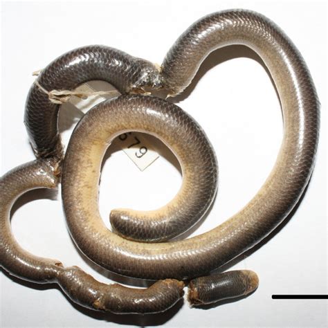 Pdf Typhlops Tycherus Townsend Wilson Ketzler And Luque Montes 2008 Squamata Serpentes