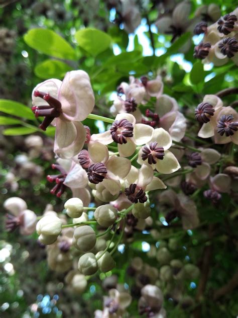 Flor Foto Gratuita No Pixabay Pixabay