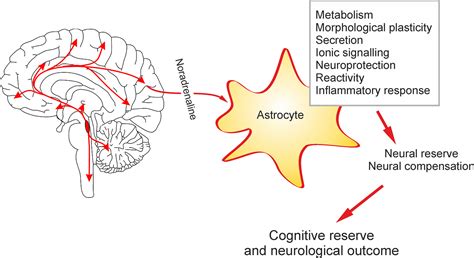 Preventing Neurodegeneration By Adrenergic Astroglial Excitation