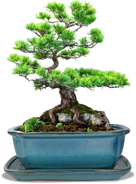 Vensovo Ceramic Bonsai Pots With Drainage Hole And Saucer