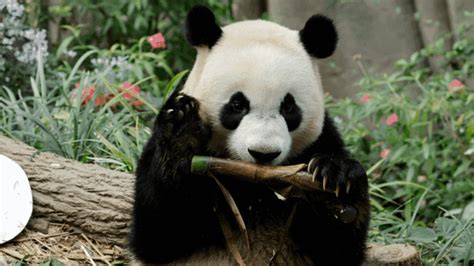 大熊猫叻叻即将返中 回顾叻叻在我国的美好时光 8world