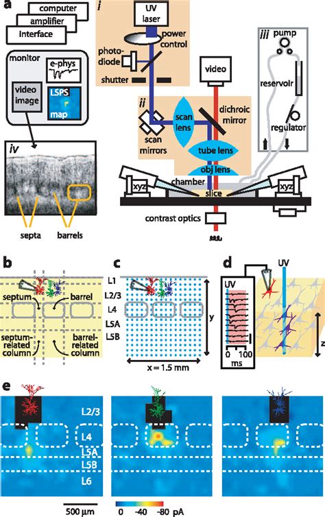 Figure 1 From Laminar And Columnar Organization Of Ascending Excitatory Projections To Layer 2 3