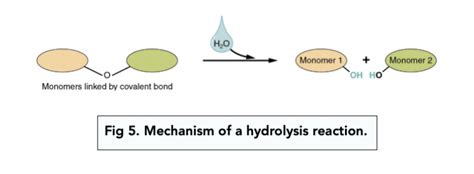 Polymers A Level Biology Study Mind
