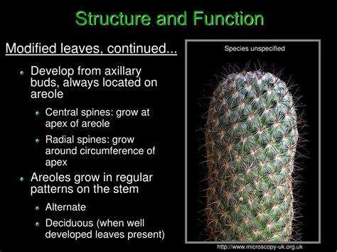 Cactus Stem Function At Douglas Jacobson Blog