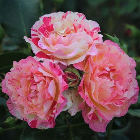 Camille Pissarro UK Potted Rose - Colin Gregory Roses Ltd