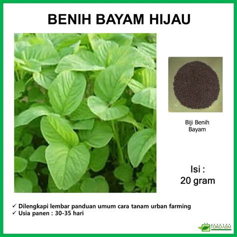 Jual Benih Bayam Hijau Kemasan Repack 20 Gram Bibit Sayuran Bayam