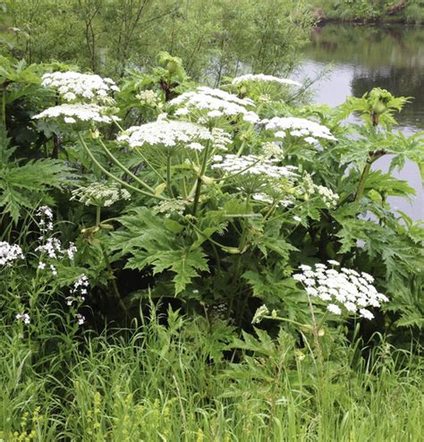 Giant Hogweed Signs Symptoms And What To Do If Contact Occurs