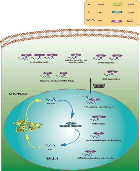 The Dynamic Modification Of M 6 A Writers Mettl3 Mettl14 Wtap