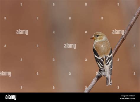 American Goldfinch Carduelis Tristis Tristis Female In Molt To Breeding