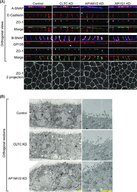 Monolayer Morphology In Cltc And Ap1 Kd Cells A Orthogonal Views Of