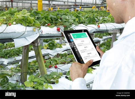 Smart Agriculture Farm Sensor Technology Concept Farmer Hand Stock