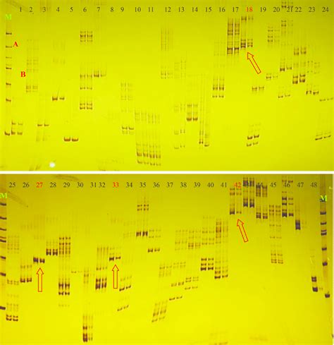 48 Pairs Of SSR Were Used To Verify The Difference Between SBC And Download Scientific