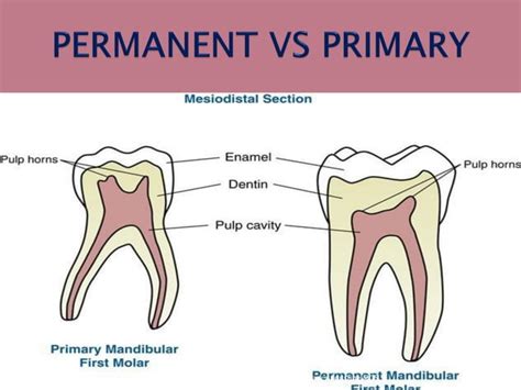 Pediatric Endodontics