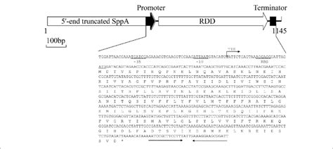 Mapping Of The Inserted Dna Fragment In The Recombinant Plasmid