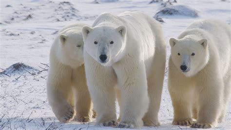 Why We Need To Protect Polar Bears Ielts Reading Answers With