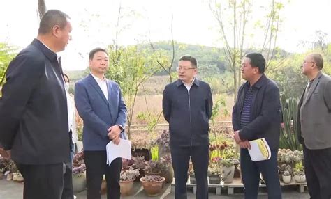 崔同富带队深入楚雄市专题调研城乡绿化美化工作 楚雄市人民政府