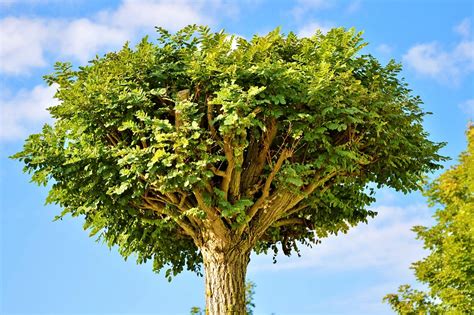 Tree Care Customer Operations Knowledge Base Confluence