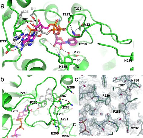 Co Factor Binding Site And A Blocked Putative Substrate Site In Apo