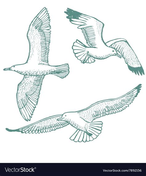 Чайка карандашом 66 фото