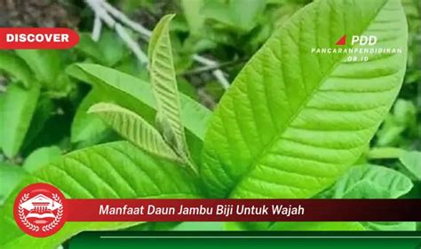 Ketahui 10 Manfaat Daun Jambu Biji Untuk Wajah Yang Jarang Diketahui