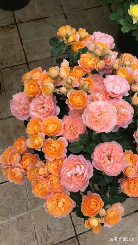 花🌹 知乎