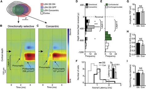 Comparing The Impact Generated In V1 By Lgn Ds Neurons And Concentric