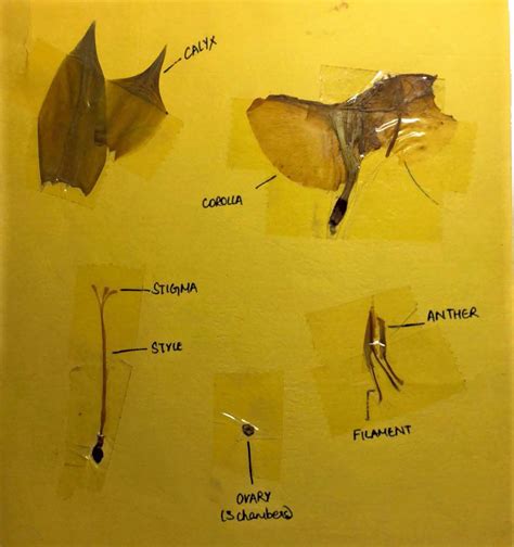 Biology Practical Class Xi Archives Notes For Free