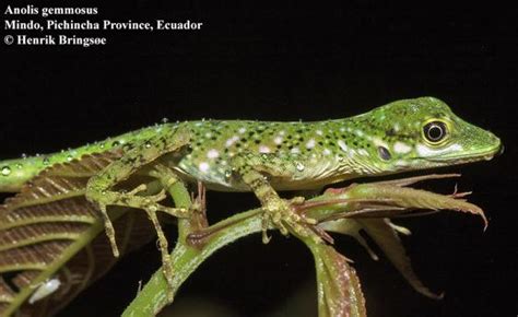 Anolis Gemmosus The Reptile Database