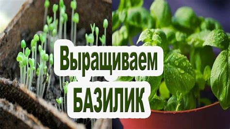 Базилик на балконе [ Как вырастить базилик из семян ] Смотреть онлайн