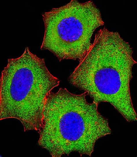 Phospho Eif4e Rabbit Monoclonal Antibody