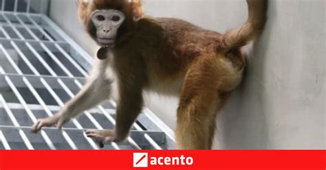 Por qué causa polémica el primer mono Rhesus clonado que presentaron
