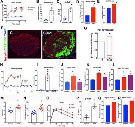 Insulin Resistance Accelerates β Cell Senescence Download Scientific Diagram