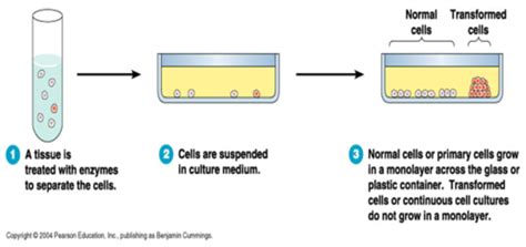 The Ras Oncogene Lecture 6 Flashcards Quizlet