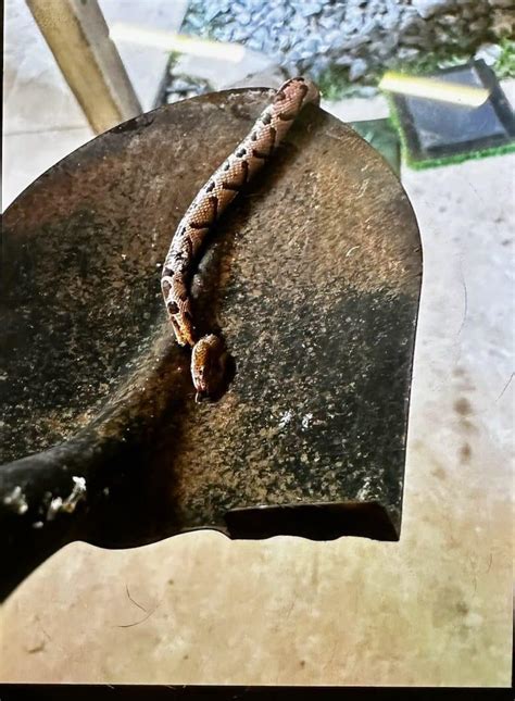 Snake Detection Object Detection Dataset V10 2023 08 18 1242am By Snake Detection Object Detection Dataset V10 2023 08 18 1242am By