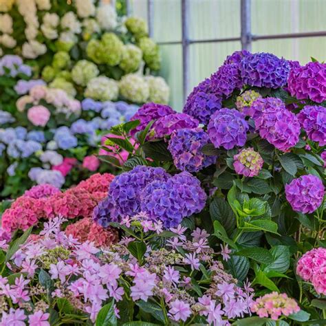濟州山茶花之丘門票 Kkday