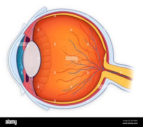Cross Section Diagram Of Human Body Cut Out Stock Images And Pictures Alamy