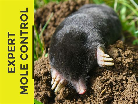 Mole Control Pestcotek