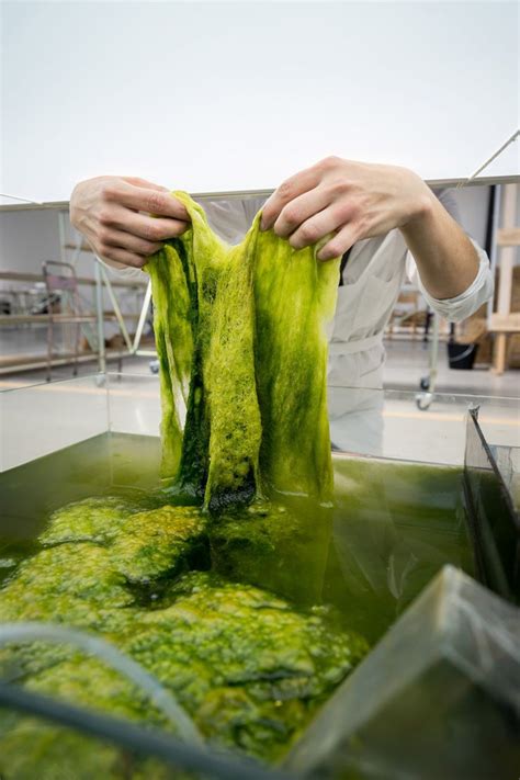 Bioplastic Derived From Algae Bio Art Design Recycling
