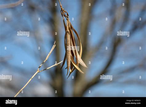 Large tree seed pods hi-res stock photography and images - Alamy