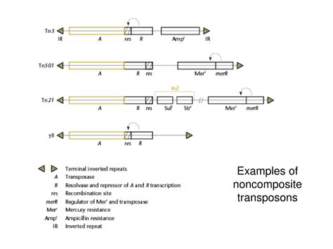 Ppt Examples Of Composite Transposons Powerpoint Presentation Free