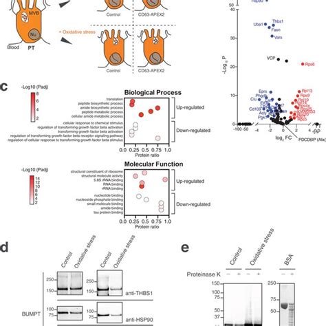 Indexing Of Protein Contents Of The Cd63‐apex2‐containing Exosomes In Download Scientific