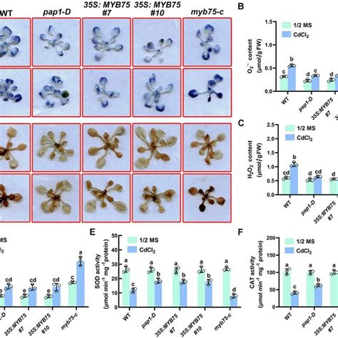 A Working Model For Myb75 Regulated Plant Cd Tolerance When Plants